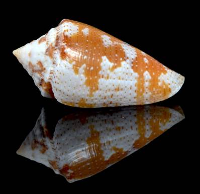shellauction.net :: Conus curassaviensis - 3890200
