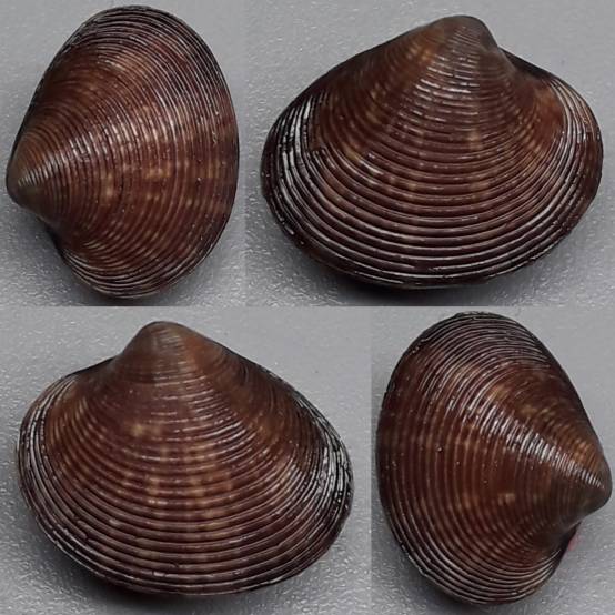 shellauction.net :: Callista sp. - 3890351