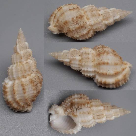 shellauction.net :: Phos roseatus - 3890358