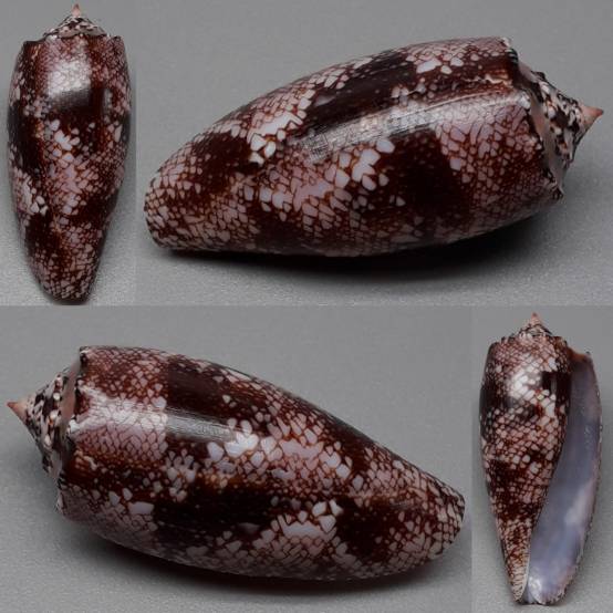 shellauction.net :: Conus geographus - 3890460
