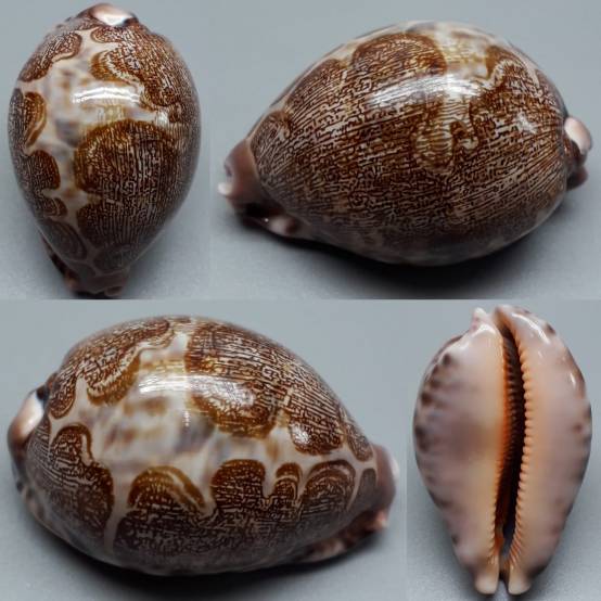 shellauction.net :: Leporicypraea geographica - 3890536