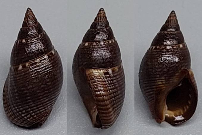 shellauction.net :: Nassarius sp. - 3891015