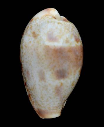 shellauction.net :: Contradusta walkeri continens - 3891108