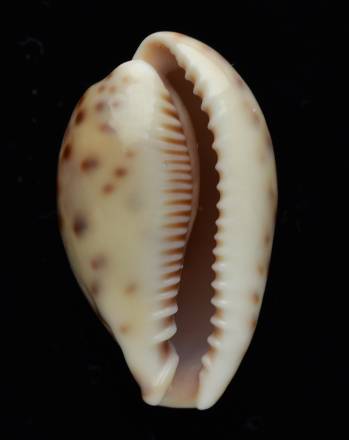 shellauction.net :: Contradusta walkeri continens - 3891108