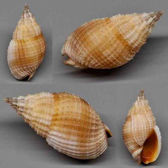 shellauction.net :: Nassarius sp. - 3891152