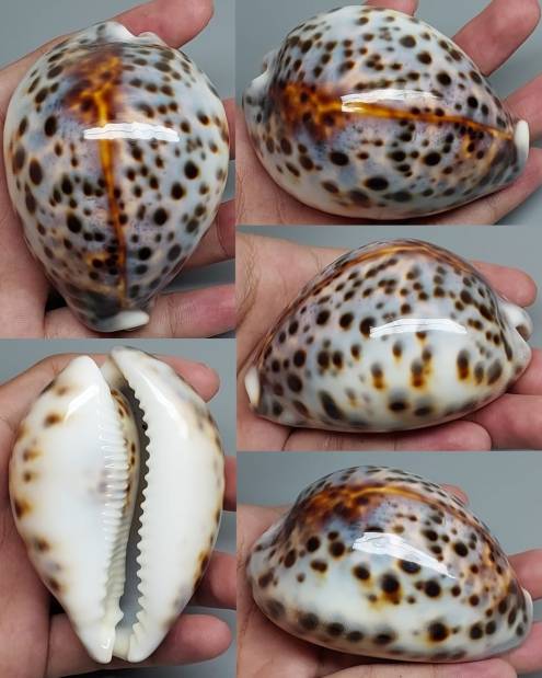 shellauction.net :: Cypraea tigris - 3892468