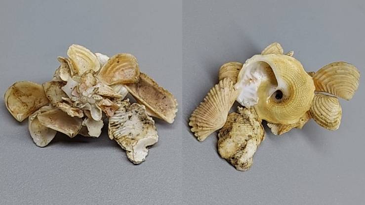 shellauction.net :: Xenophora japonica - 3892524