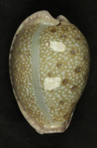 shellauction.net :: Cypraea marginalis marginalis - 3892765