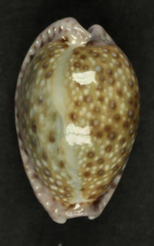 shellauction.net :: Cypraea marginalis marginalis - 3892790