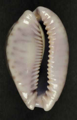 shellauction.net :: Cypraea marginalis marginalis - 3892790