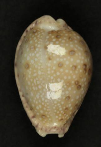 shellauction.net :: Cypraea marginalis melocellata - 3892842