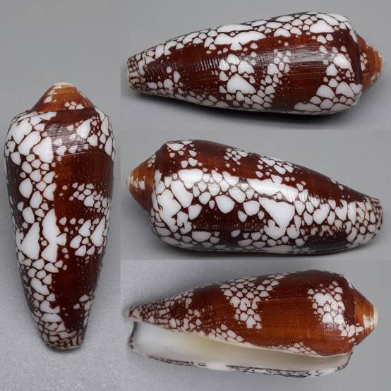shellauction.net :: Conus episcopatus - 3892869