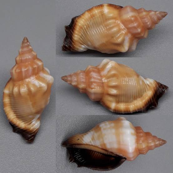 shellauction.net :: Canarium radians - 3893018