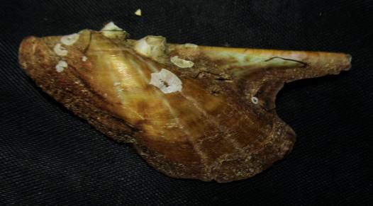 shellauction.net :: Pteria brevialata - 3893083