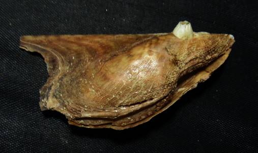 shellauction.net :: Pteria brevialata - 3893084