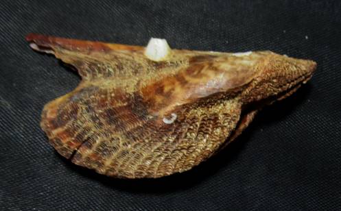 shellauction.net :: Pteria brevialata - 3893085