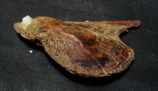 shellauction.net :: Pteria brevialata - 3893085