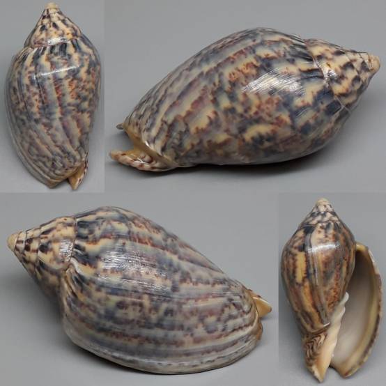 shellauction.net :: Cymbiola flavicans - 3893301