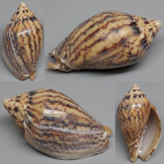 shellauction.net :: Cymbiola flavicans - 3893304