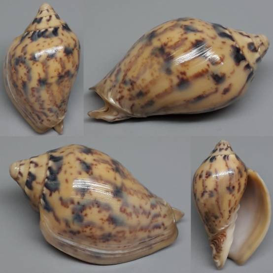 shellauction.net :: Cymbiola flavicans - 3893305