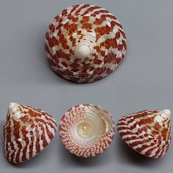 shellauction.net :: Gibbula capensis - 3893555