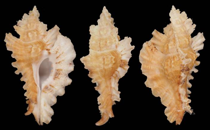 shellauction.net :: Timbellus phyllopterus - 3893800