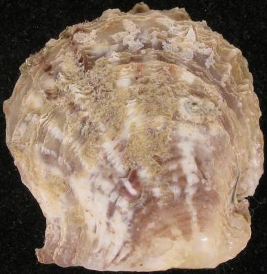 shellauction.net :: Pinctada maculata - 3893856