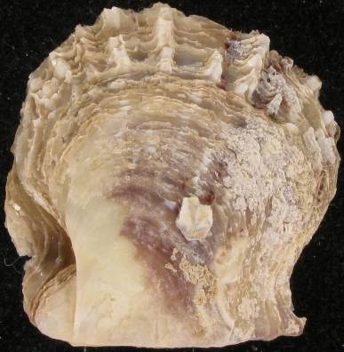 shellauction.net :: Pinctada maculata - 3893856