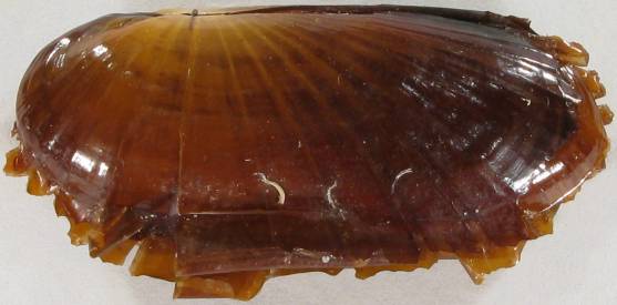 shellauction.net :: Solemya parkinsonii - 3893866