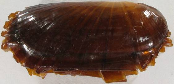 shellauction.net :: Solemya parkinsonii - 3893866