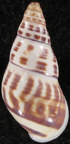 shellauction.net :: Amphidromus contrarius - 3893903