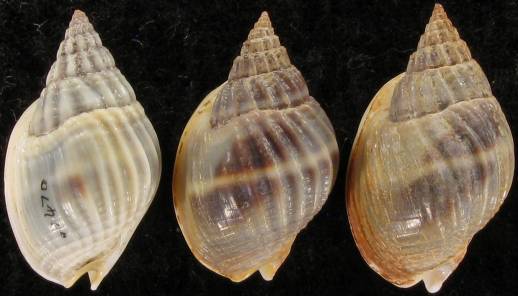 shellauction.net :: Nassarius pullus - 3893977