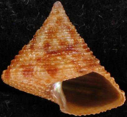 shellauction.net :: Maurea pellucida f. spirata - 3894023