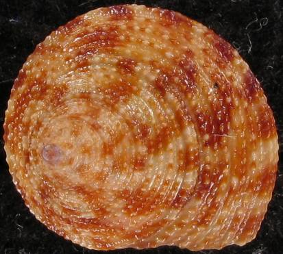 shellauction.net :: Maurea pellucida f. spirata - 3894023