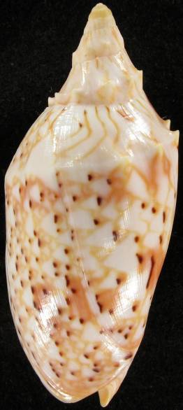 shellauction.net :: Cymbiola pulchra coucomorum - 3894040