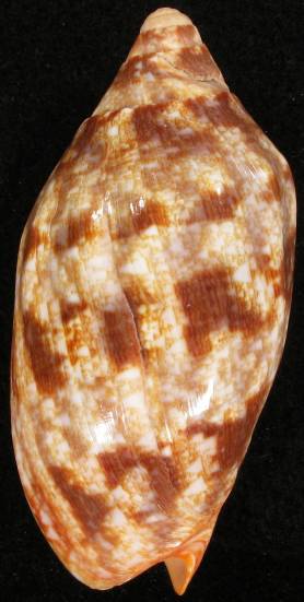 shellauction.net :: Cymbiola rutila - 3894045