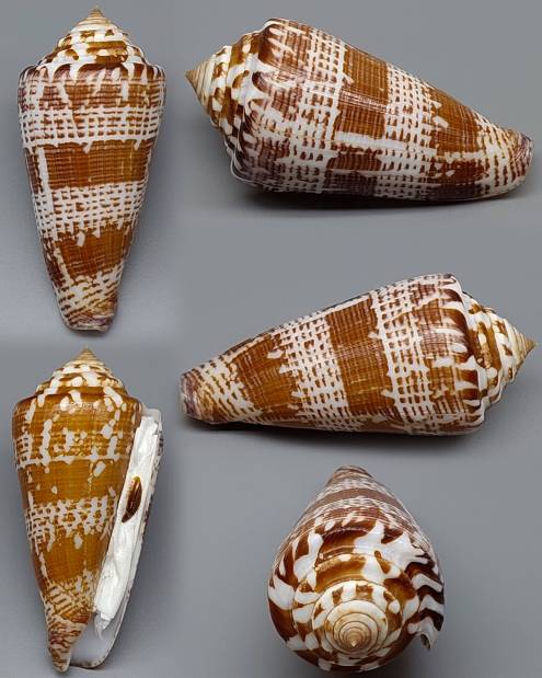 shellauction.net :: Conus thomae - 3894487
