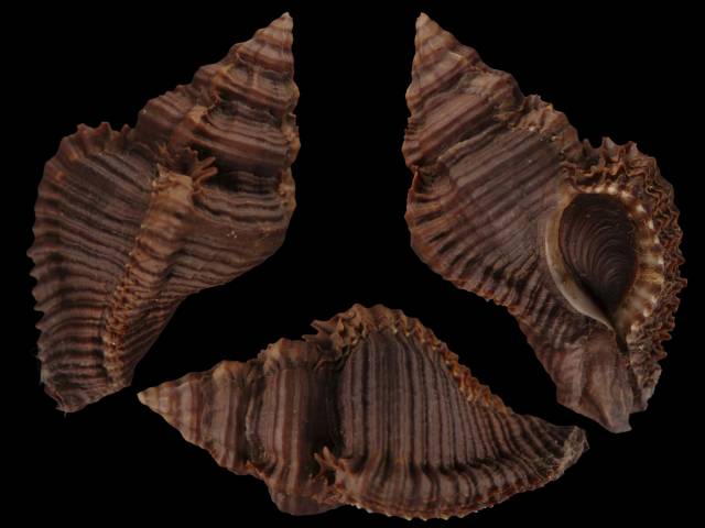 shellauction.net :: Chicoreus capucinus - 3894515