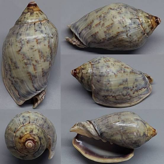 shellauction.net :: Cymbiola flavicans - 3894540