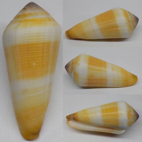 shellauction.net :: Conus terebra - 3894705