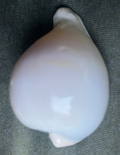shellauction.net :: Umbilia petilirostris - 3895112