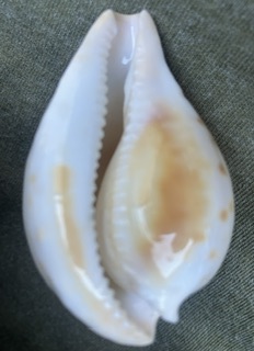 shellauction.net :: Umbilia petilirostris - 3895112
