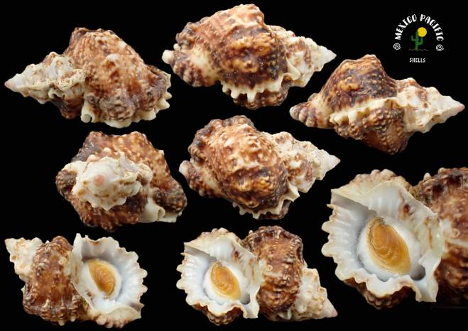 shellauction.net :: Bursa rugosa - 3895190