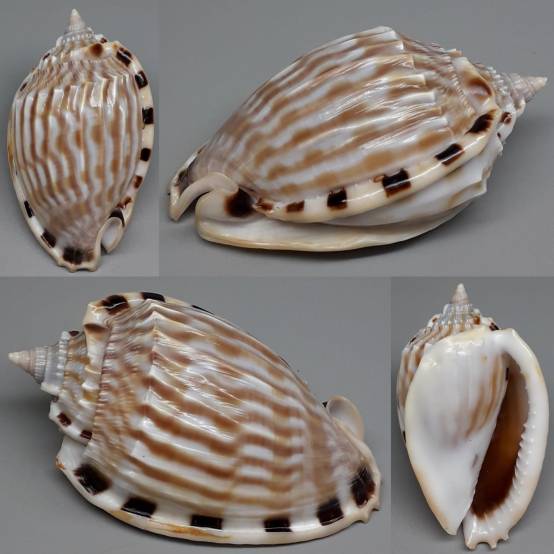 shellauction.net :: Phalium fimbria - 3895225