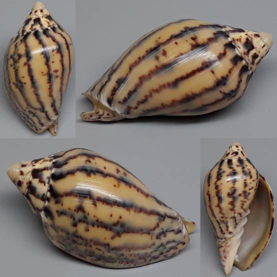 shellauction.net :: Cymbiola flavicans - 3895295