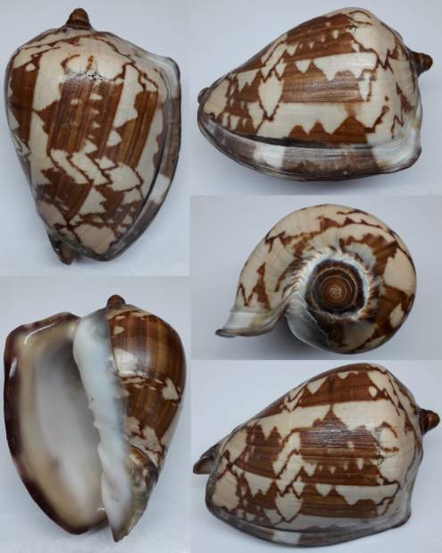 shellauction.net :: Cymbiola nobilis - 3895493