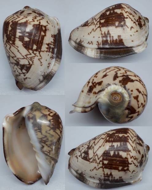 shellauction.net :: Cymbiola nobilis - 3895494
