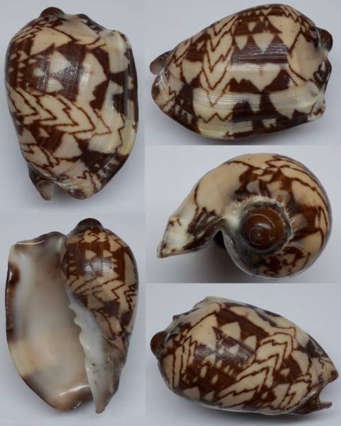 shellauction.net :: Cymbiola nobilis - 3895495