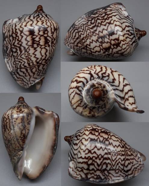 shellauction.net :: Cymbiola nobilis - 3895502