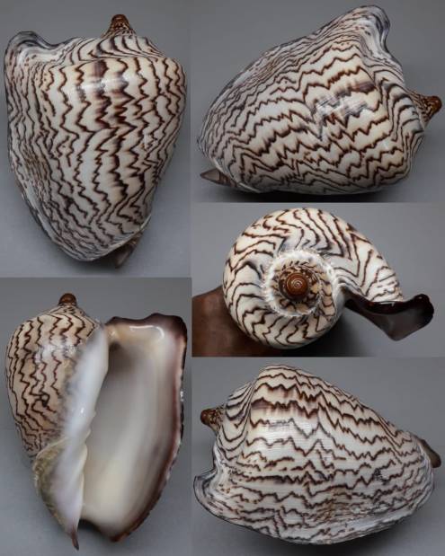 shellauction.net :: Cymbiola nobilis - 3895505